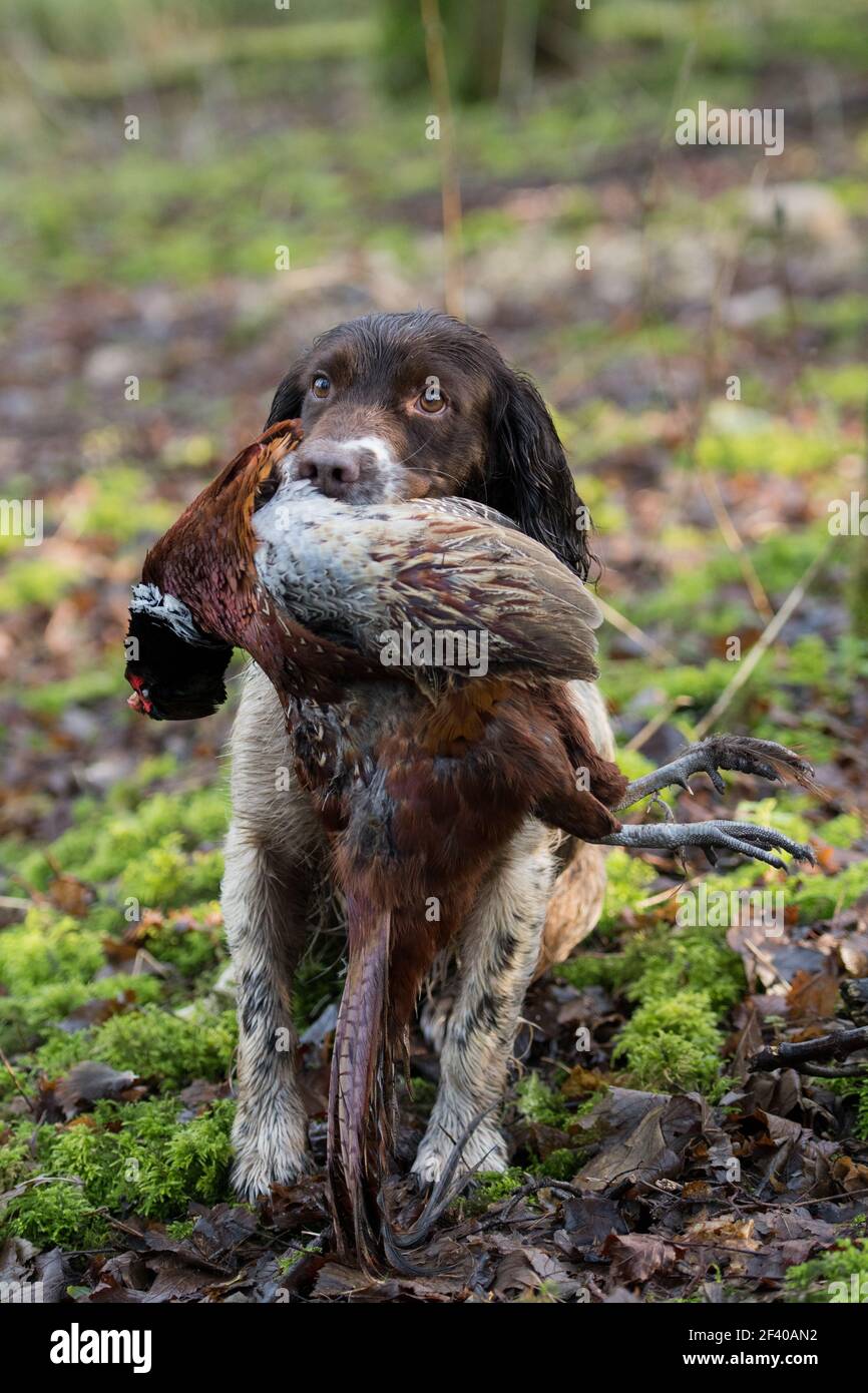 English springer spaniel retrieving a pheasant Stock Photo - Alamy