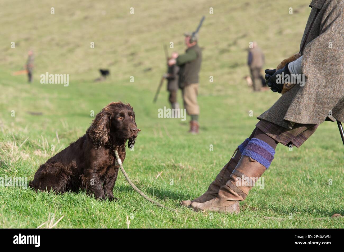 Working cocker spaniel out shooting Stock Photo - Alamy