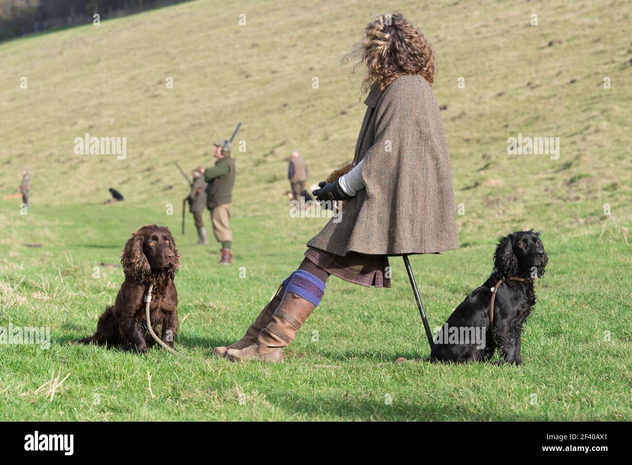Working cocker spaniels out shooting Stock Photo - Alamy