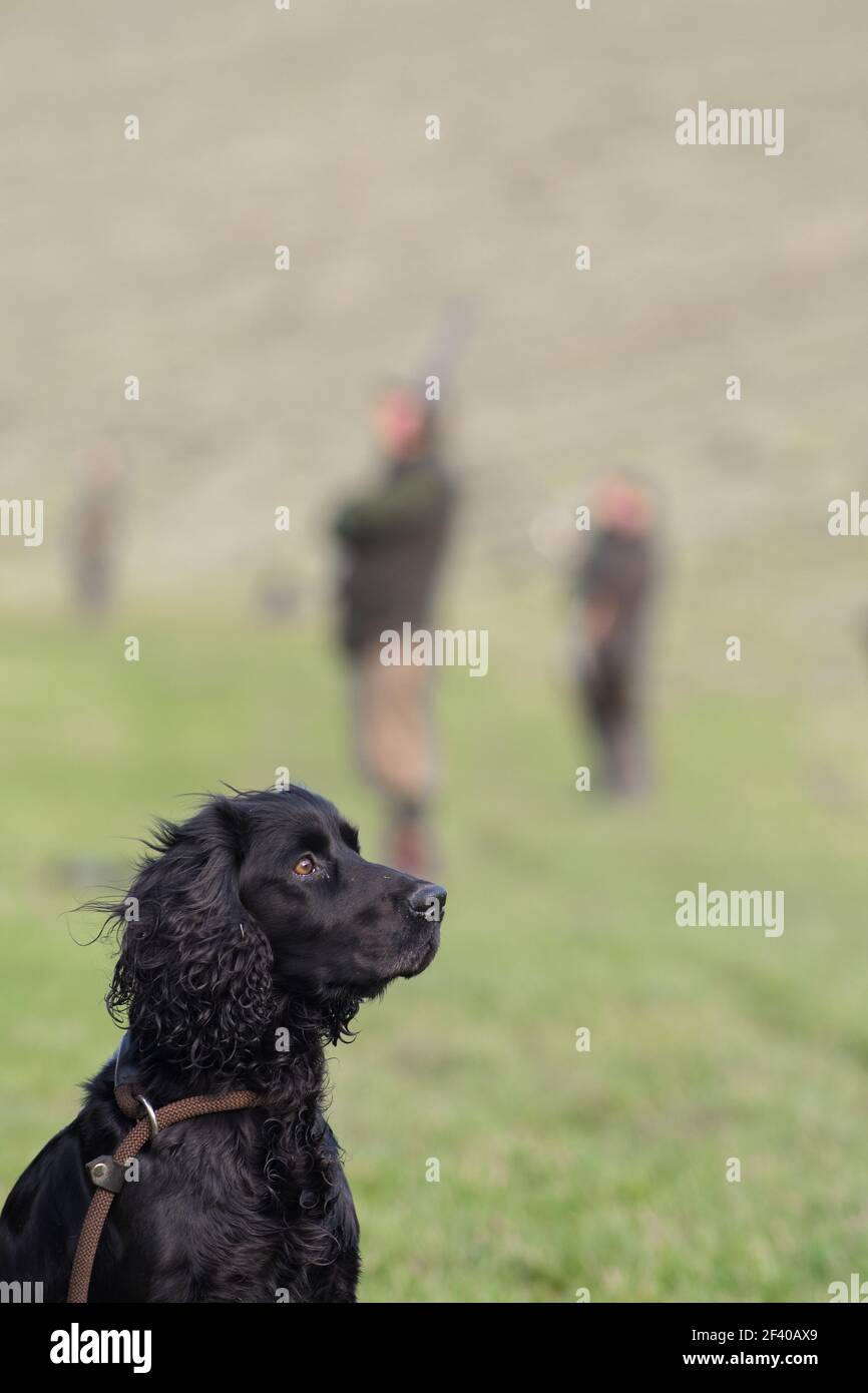 Working cocker spaniel, sitting on the peg Stock Photo - Alamy