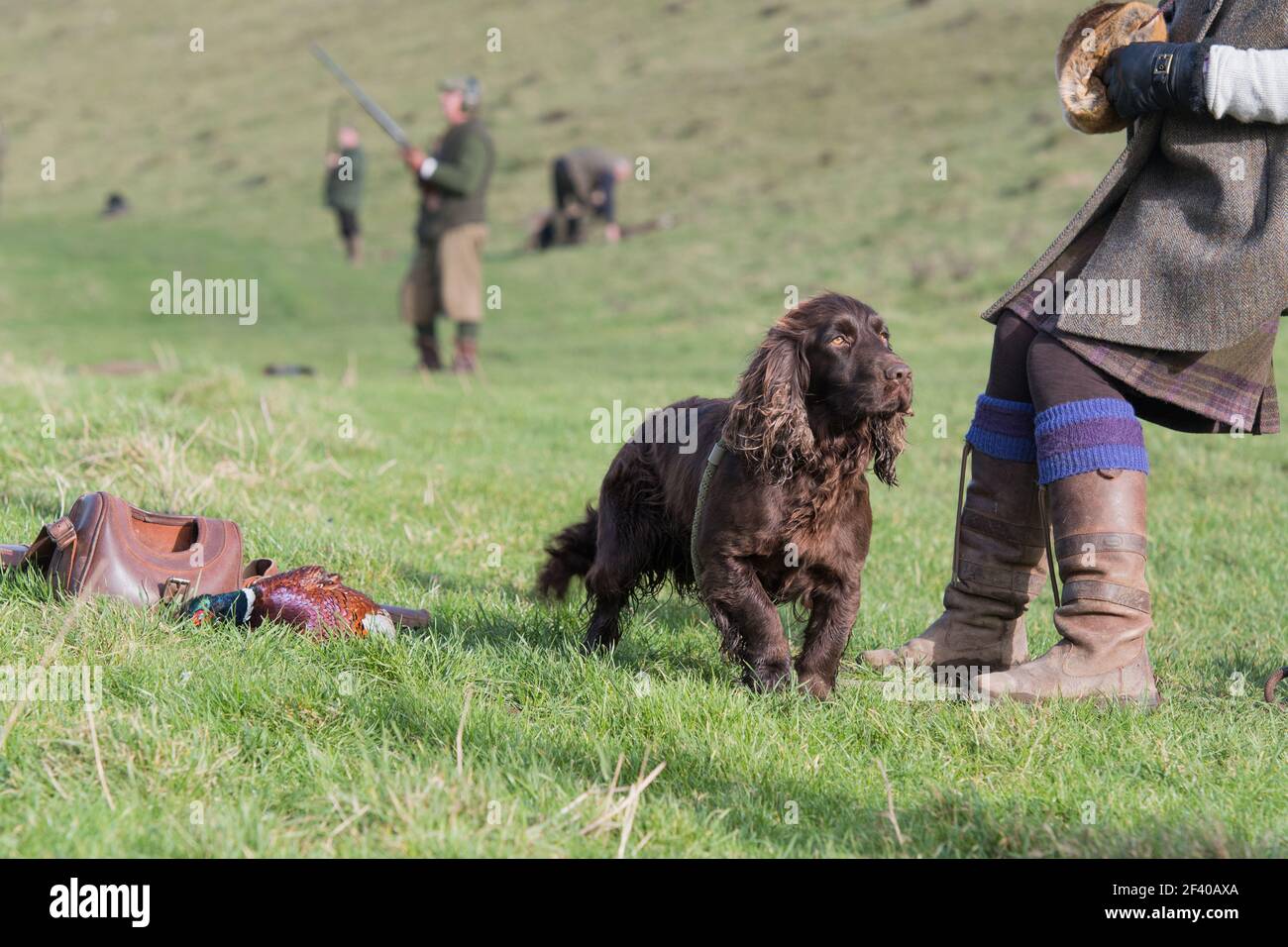 Working cocker spaniel out shooting Stock Photo - Alamy