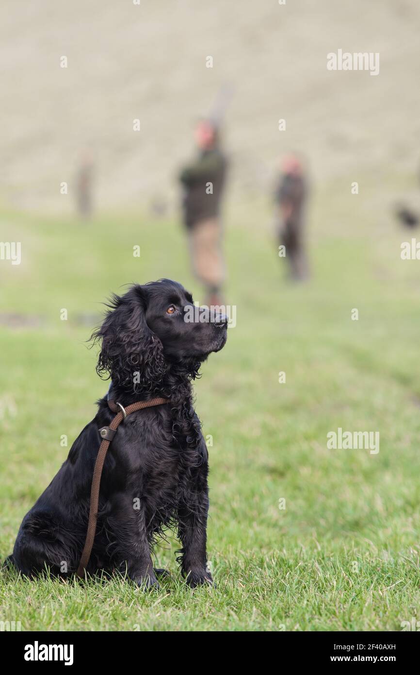 Working cocker spaniel, sitting on the peg Stock Photo - Alamy