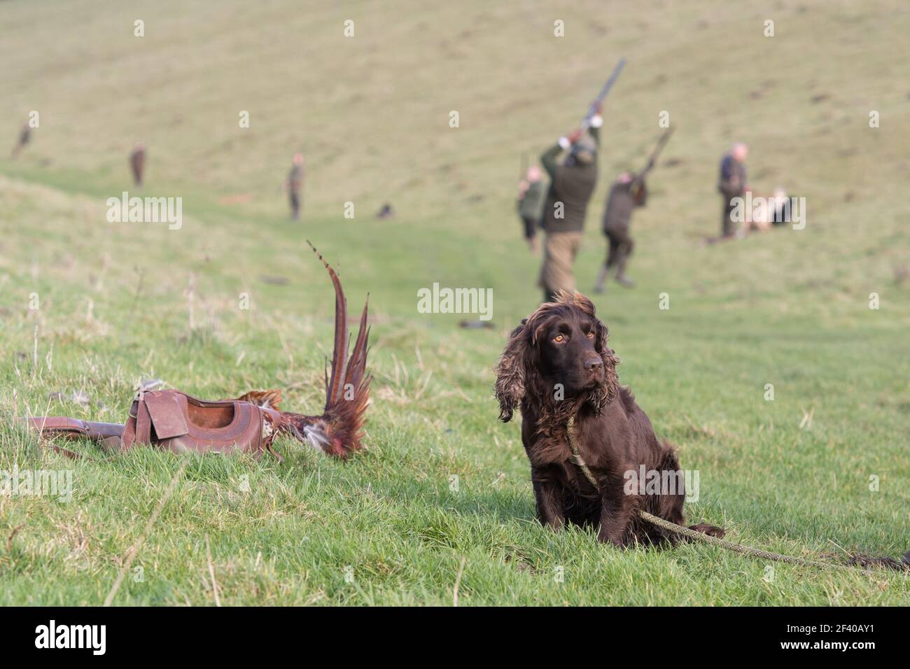 Working cocker spaniel out shooting Stock Photo - Alamy