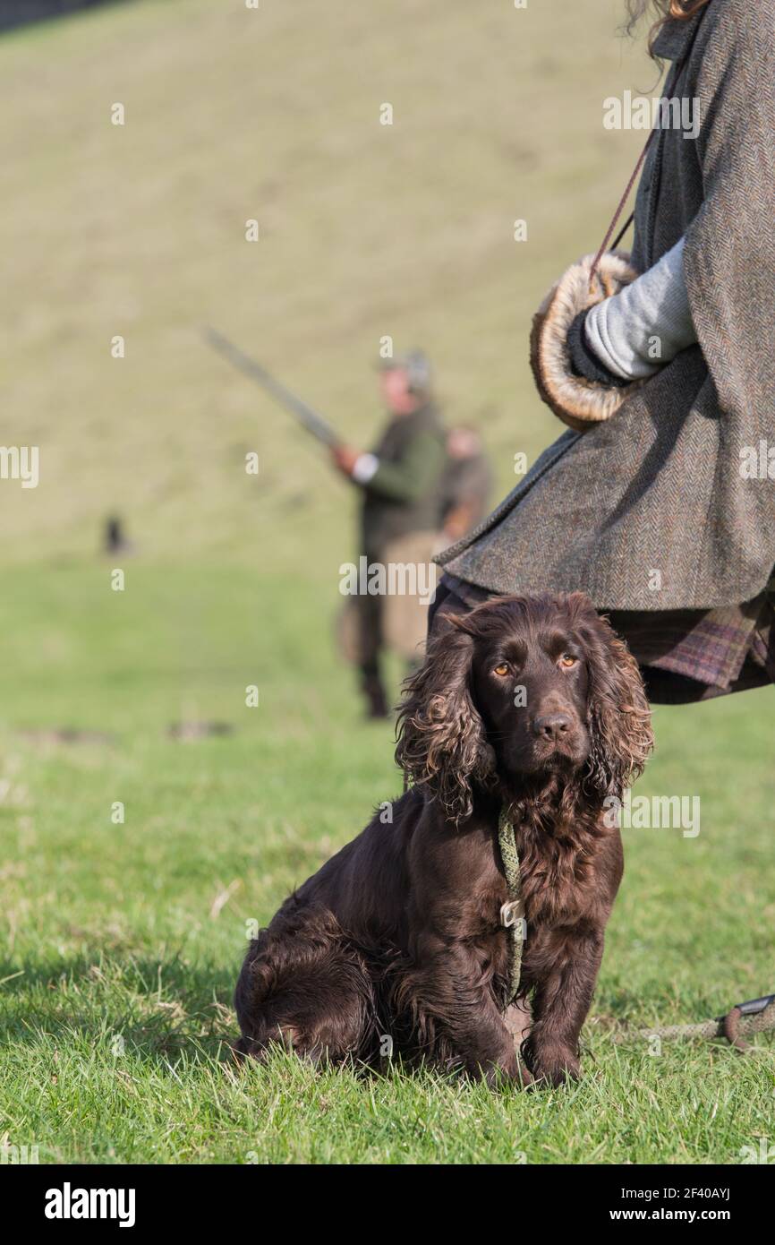 Working cocker spaniel, sitting on the peg Stock Photo - Alamy