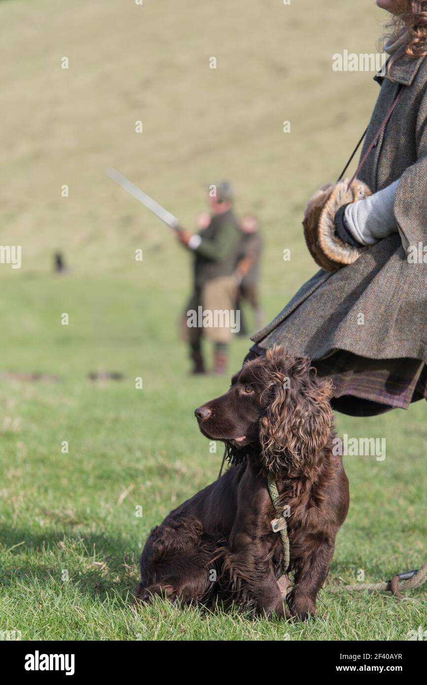 Working cocker spaniel, sitting on the peg Stock Photo - Alamy