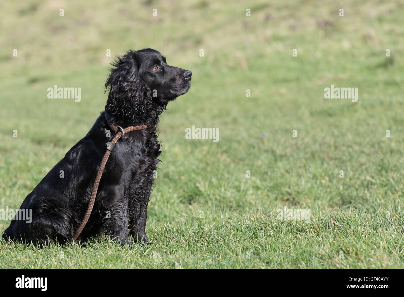 Working cocker spaniel, sitting on the peg Stock Photo - Alamy