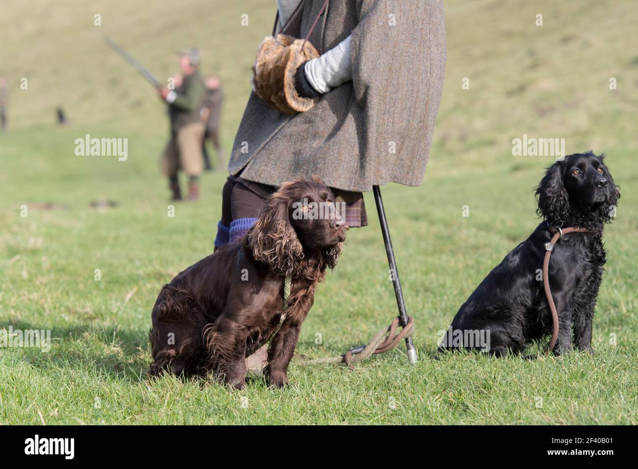 Working cocker spaniel, sitting on the peg Stock Photo - Alamy