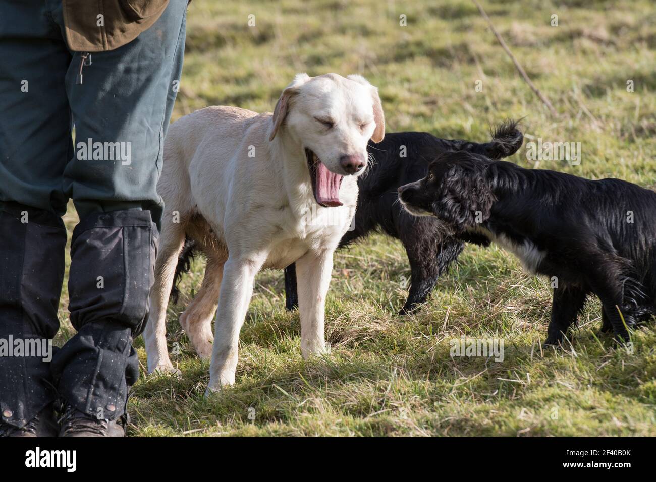 Working labradors and spaniels Stock Photo - Alamy