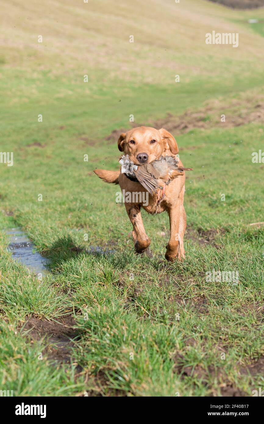 Working fox red Labrador retrieving a partridge Stock Photo - Alamy