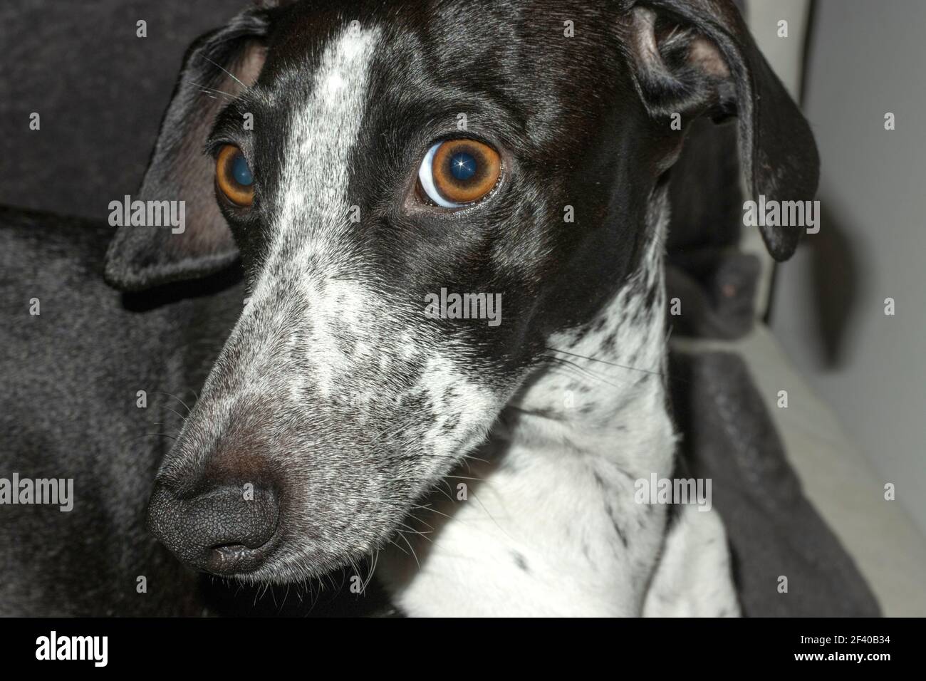 Studio Portrait of Ruby Greyhound with Stars in Eyes. Beautiful Eyes ...