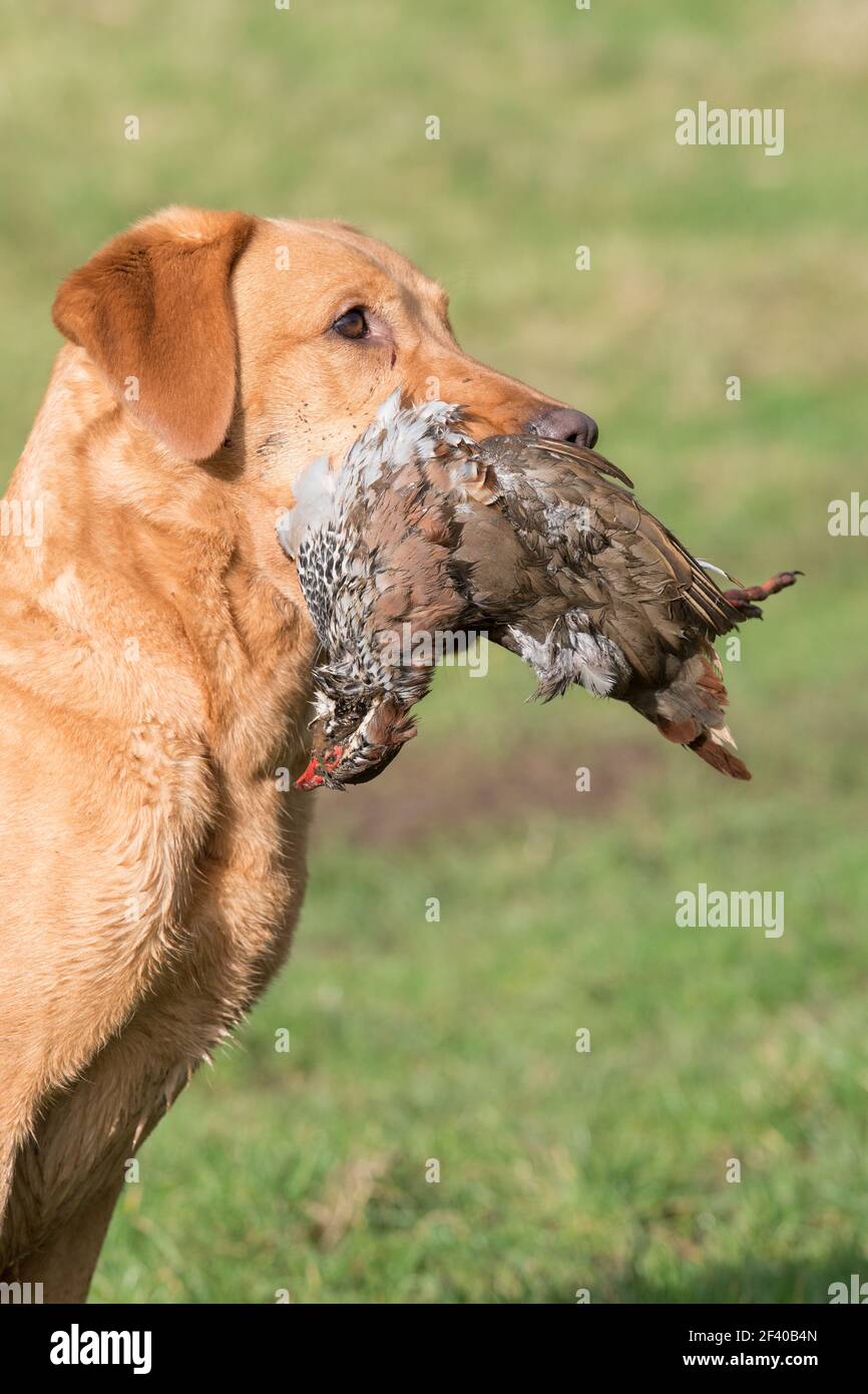 Working fox red Labrador retrieving a partridge Stock Photo - Alamy