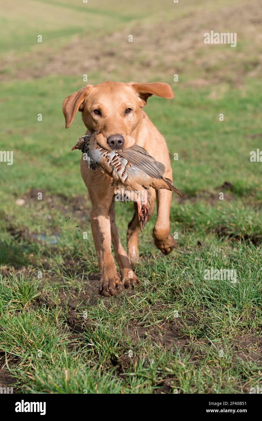 Working fox red Labrador retrieving a partridge Stock Photo - Alamy