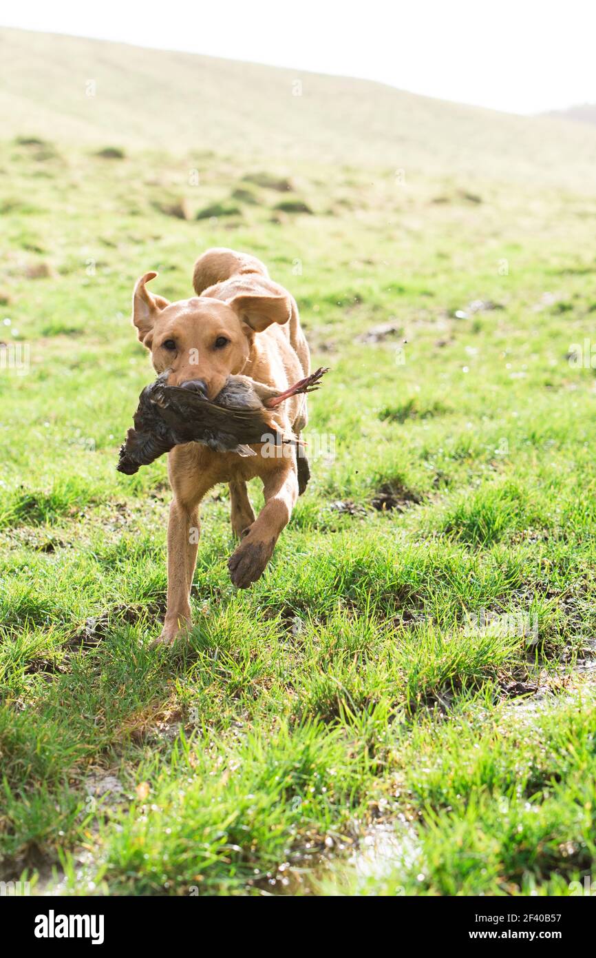 Working fox red Labrador retrieving a partridge Stock Photo - Alamy