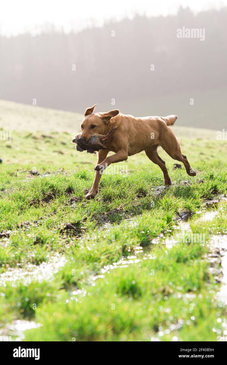 Working fox red Labrador retrieving a partridge Stock Photo - Alamy