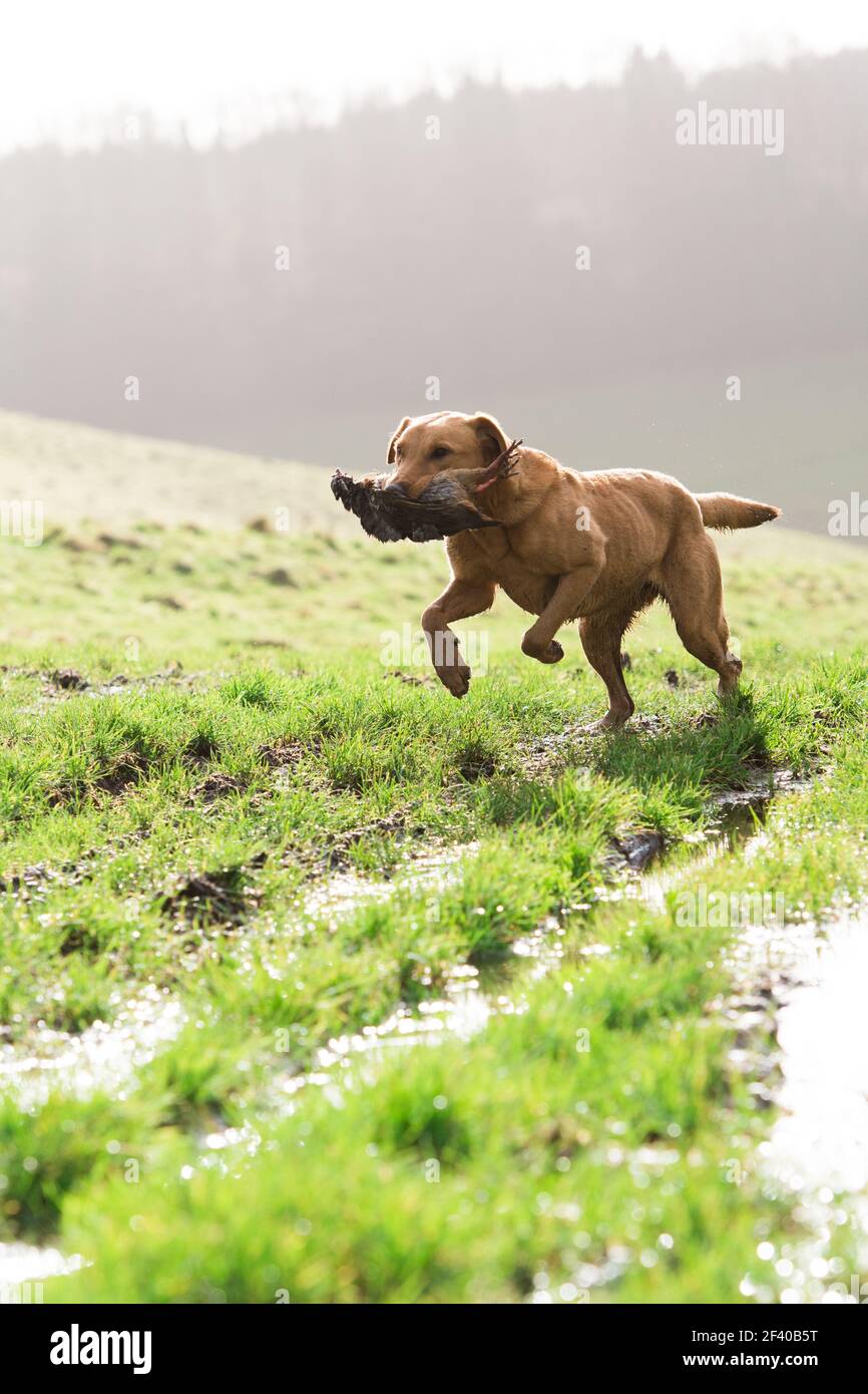Working fox red Labrador retrieving a partridge Stock Photo - Alamy