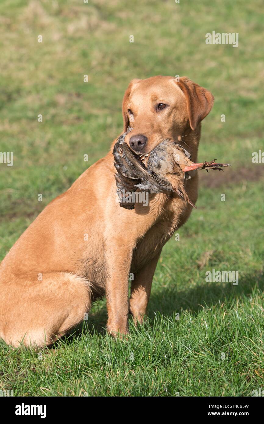 Working fox red Labrador retrieving a partridge Stock Photo - Alamy