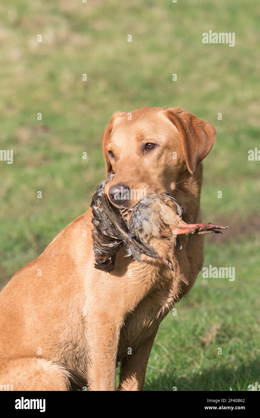 Working fox red Labrador retrieving a partridge Stock Photo - Alamy