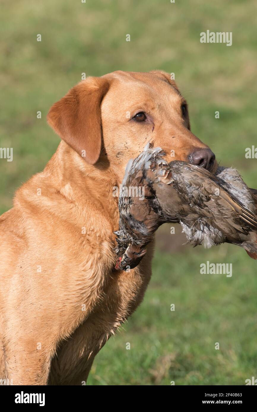 Working fox red Labrador retrieving a partridge Stock Photo - Alamy