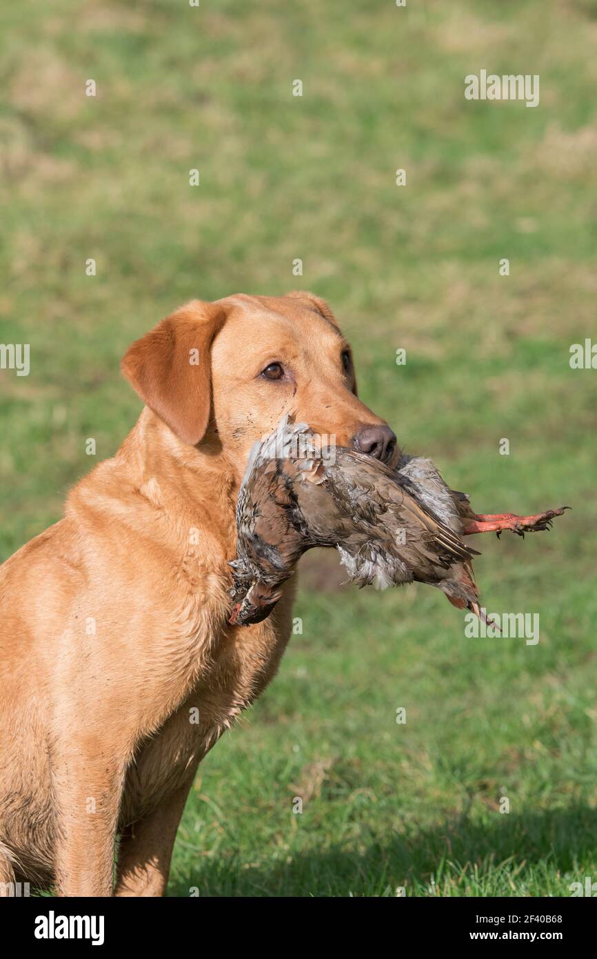 Working fox red Labrador retrieving a partridge Stock Photo - Alamy