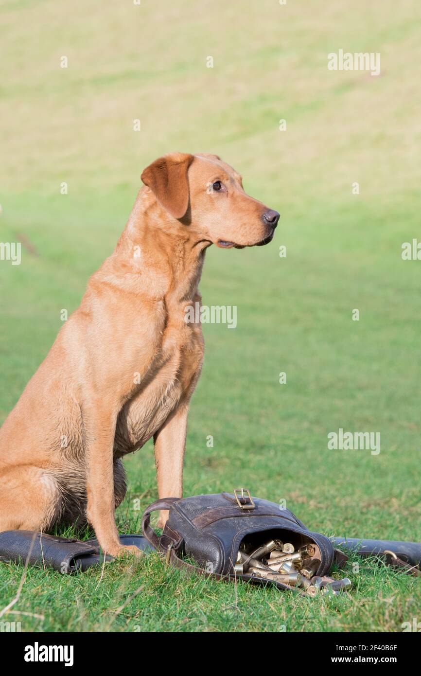 Working fox red Labrador with a cartridge bag Stock Photo - Alamy