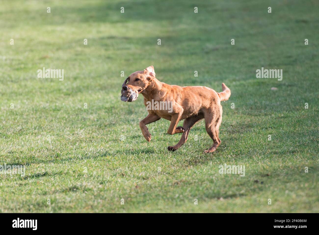 Fox red Labrador retrieving a partridge Stock Photo - Alamy