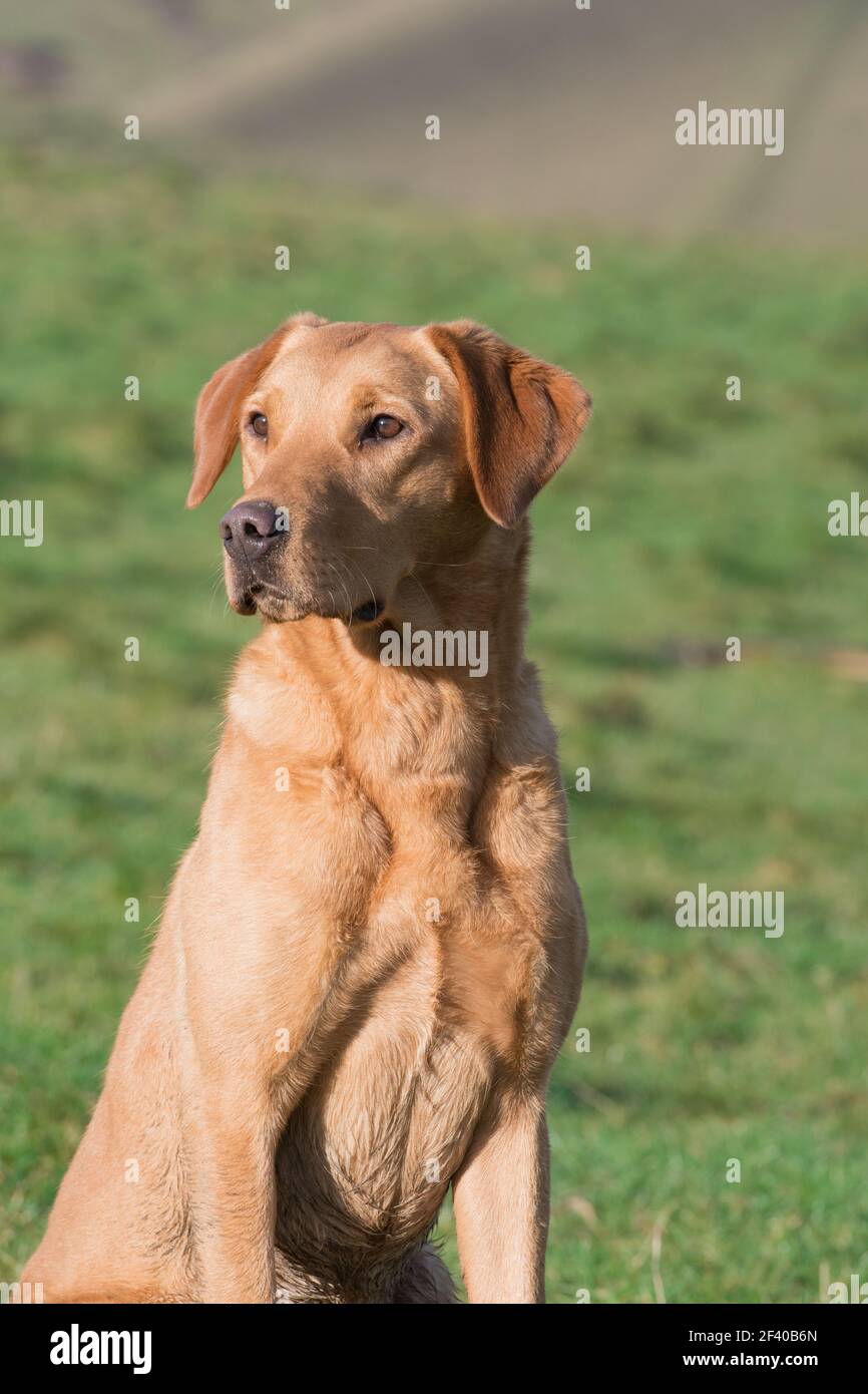 Working fox red Labrador Portrait Stock Photo - Alamy