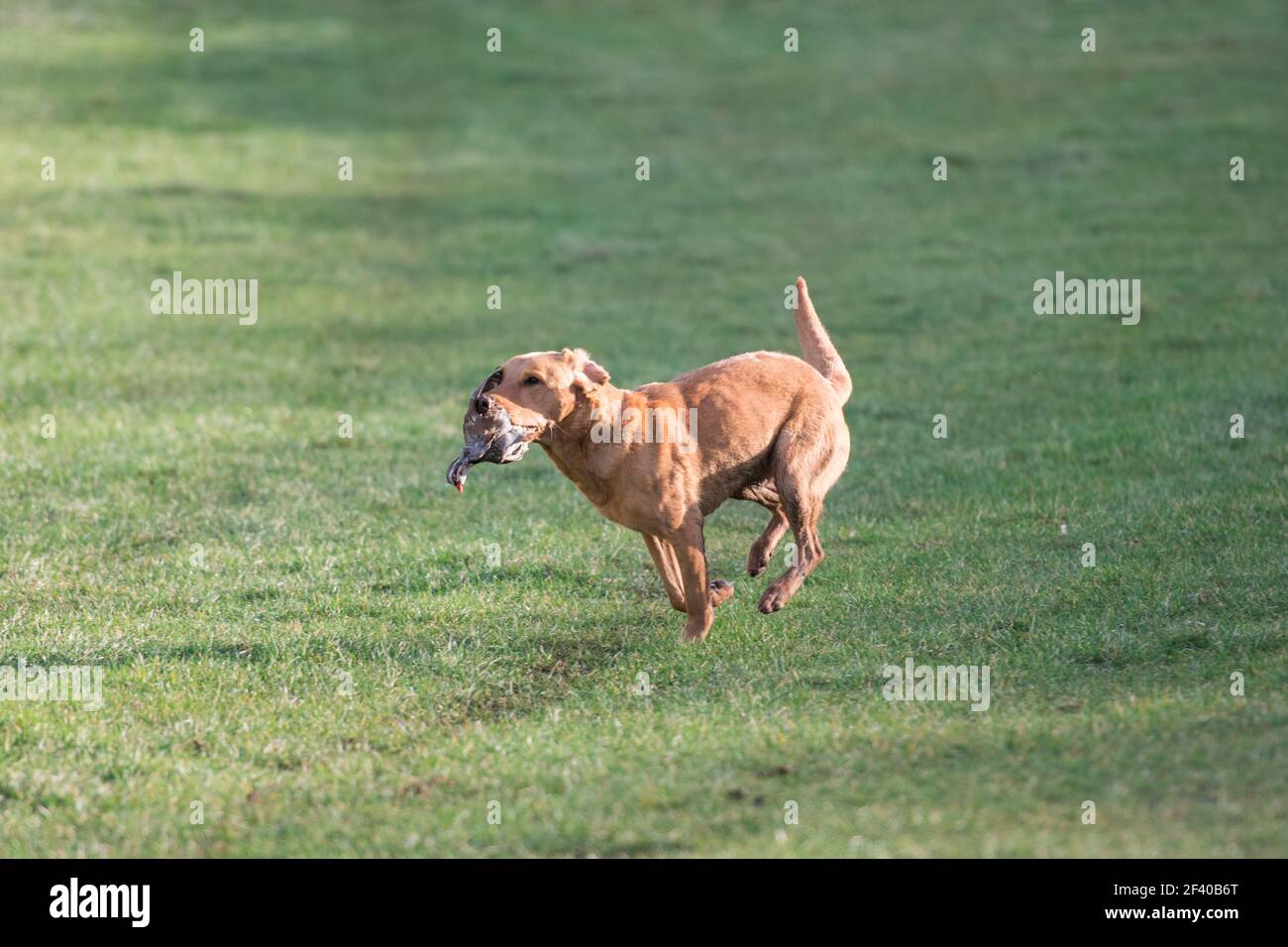 Fox red Labrador retrieving a partridge Stock Photo - Alamy