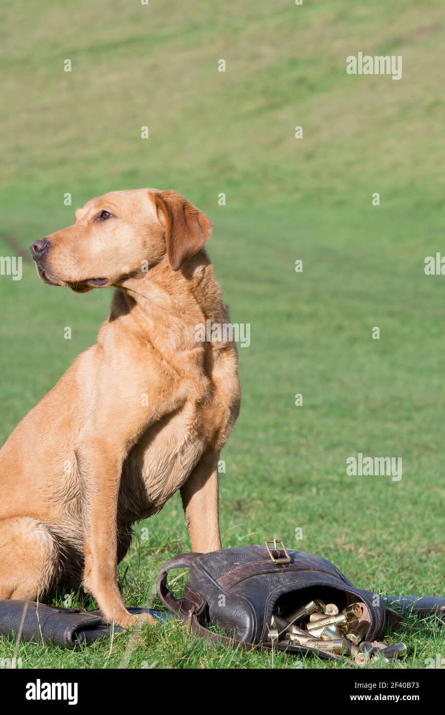 Working fox red Labrador with a cartridge bag Stock Photo - Alamy