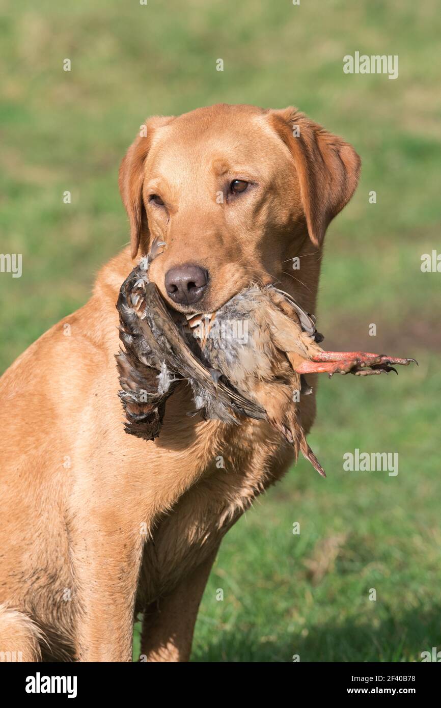 Working fox red Labrador retrieving a partridge Stock Photo - Alamy