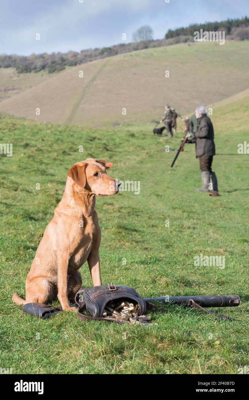 Working fox red Labrador in the gun line Stock Photo - Alamy