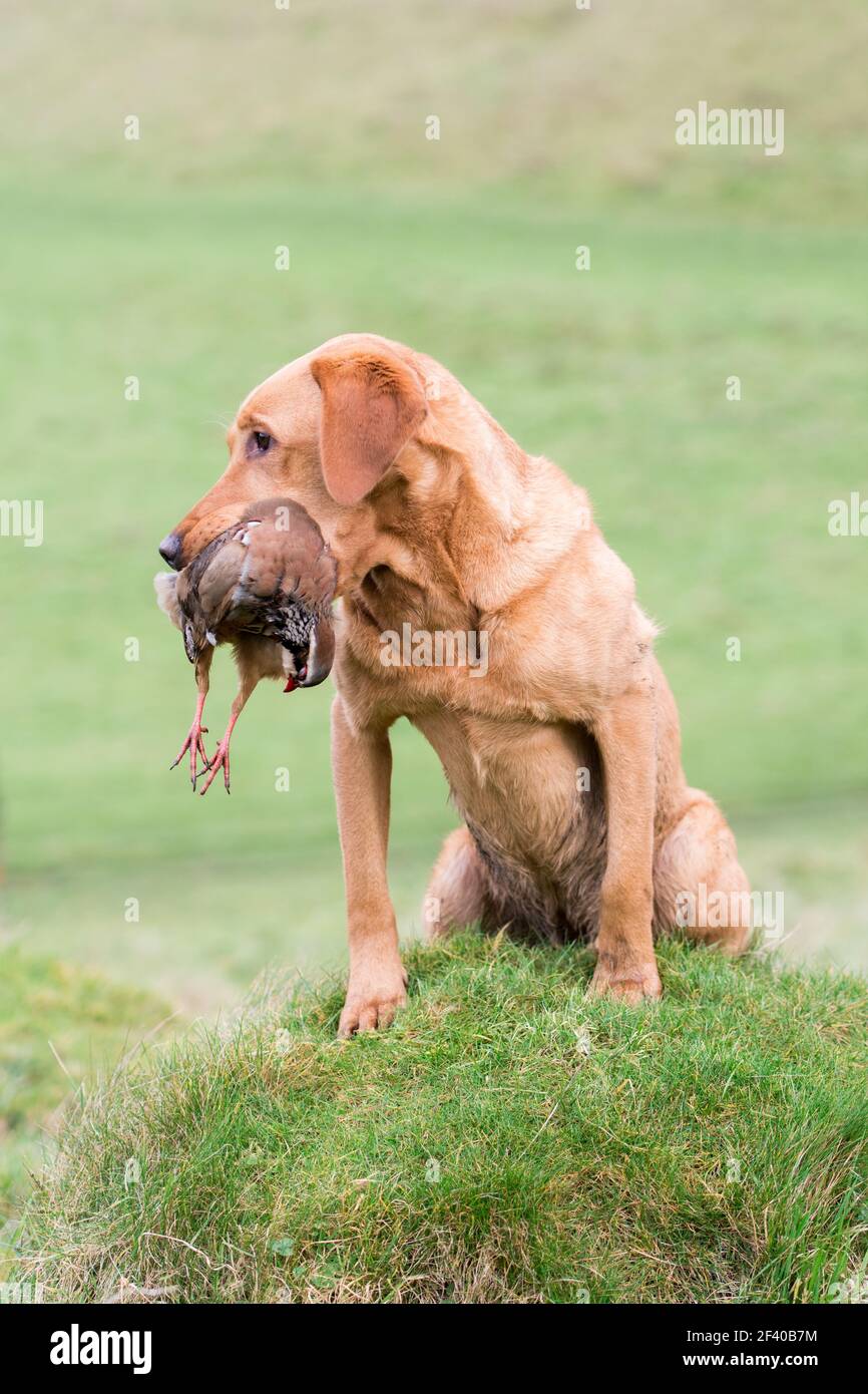 Fox red Labrador retrieving a partridge Stock Photo - Alamy