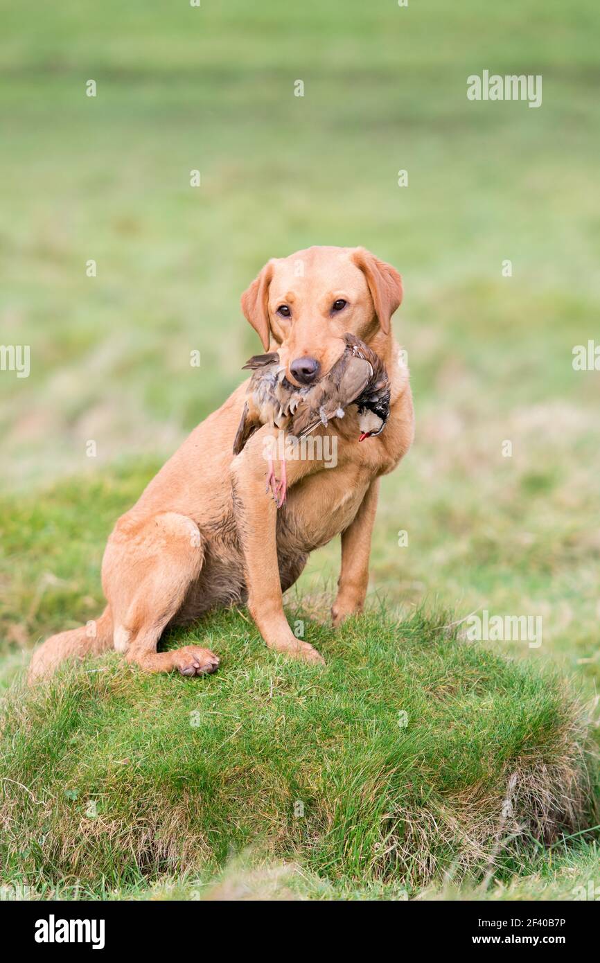 Fox red Labrador retrieving a partridge Stock Photo - Alamy