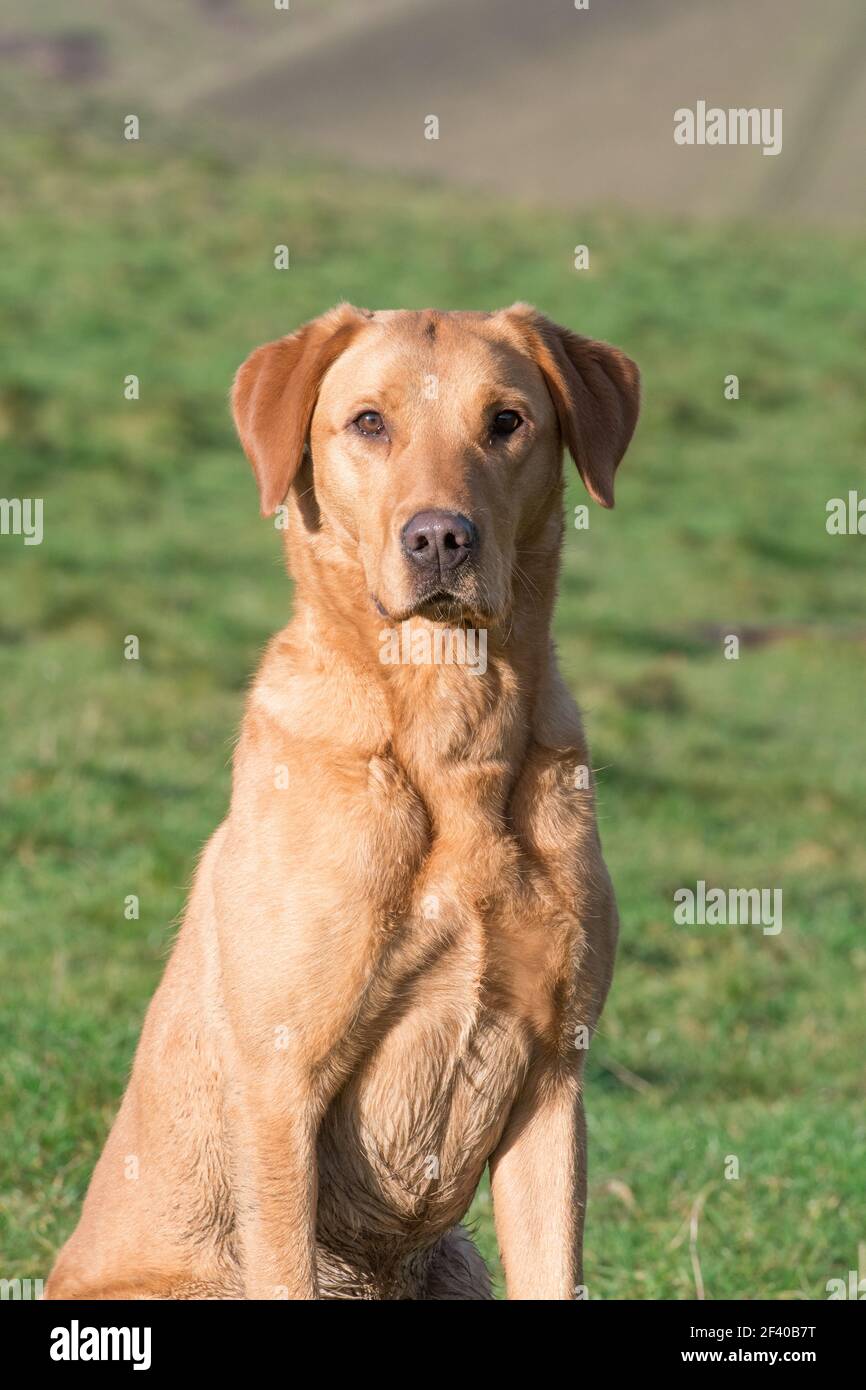 Working fox red Labrador Stock Photo - Alamy