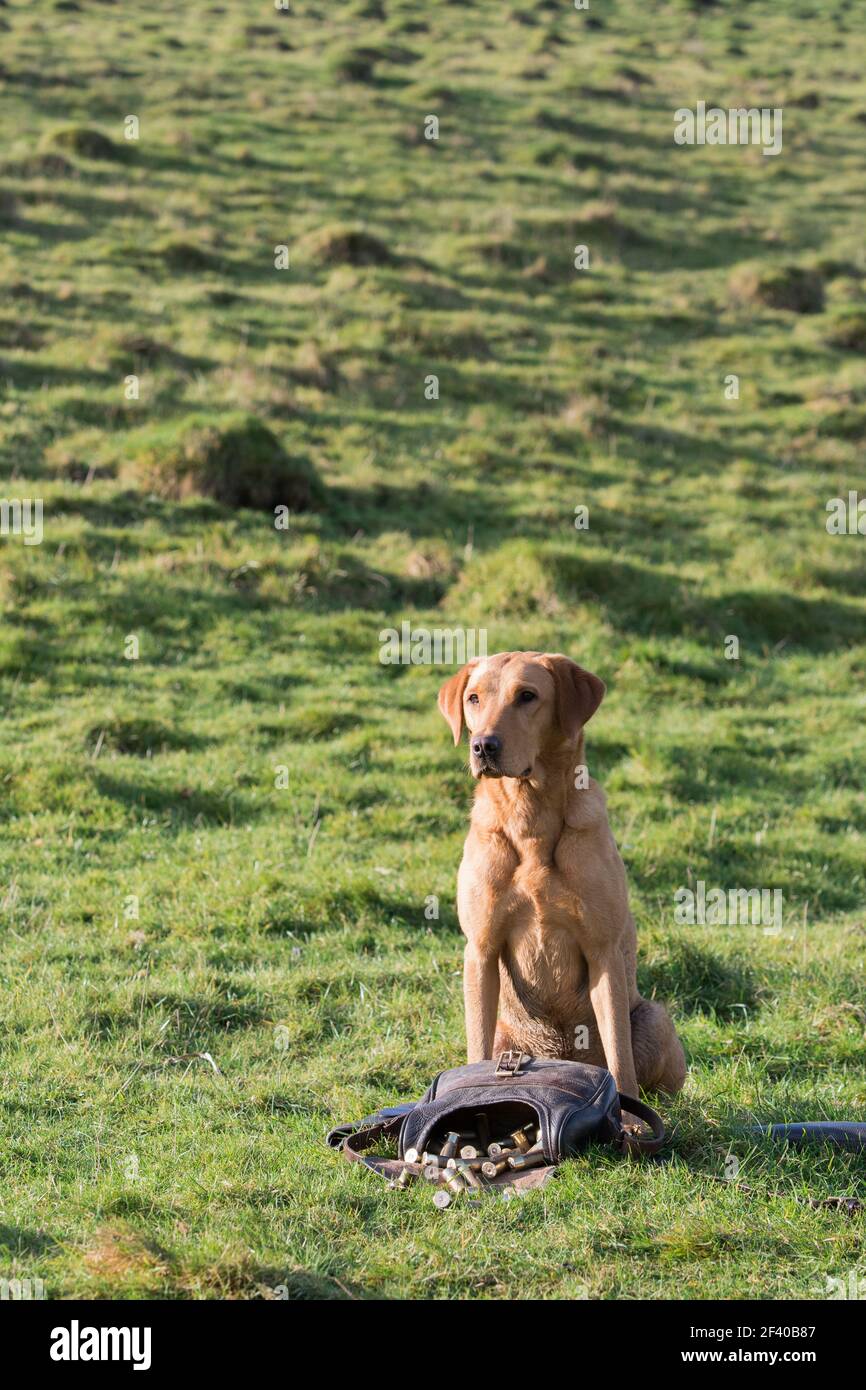 Working fox red Labrador Stock Photo - Alamy