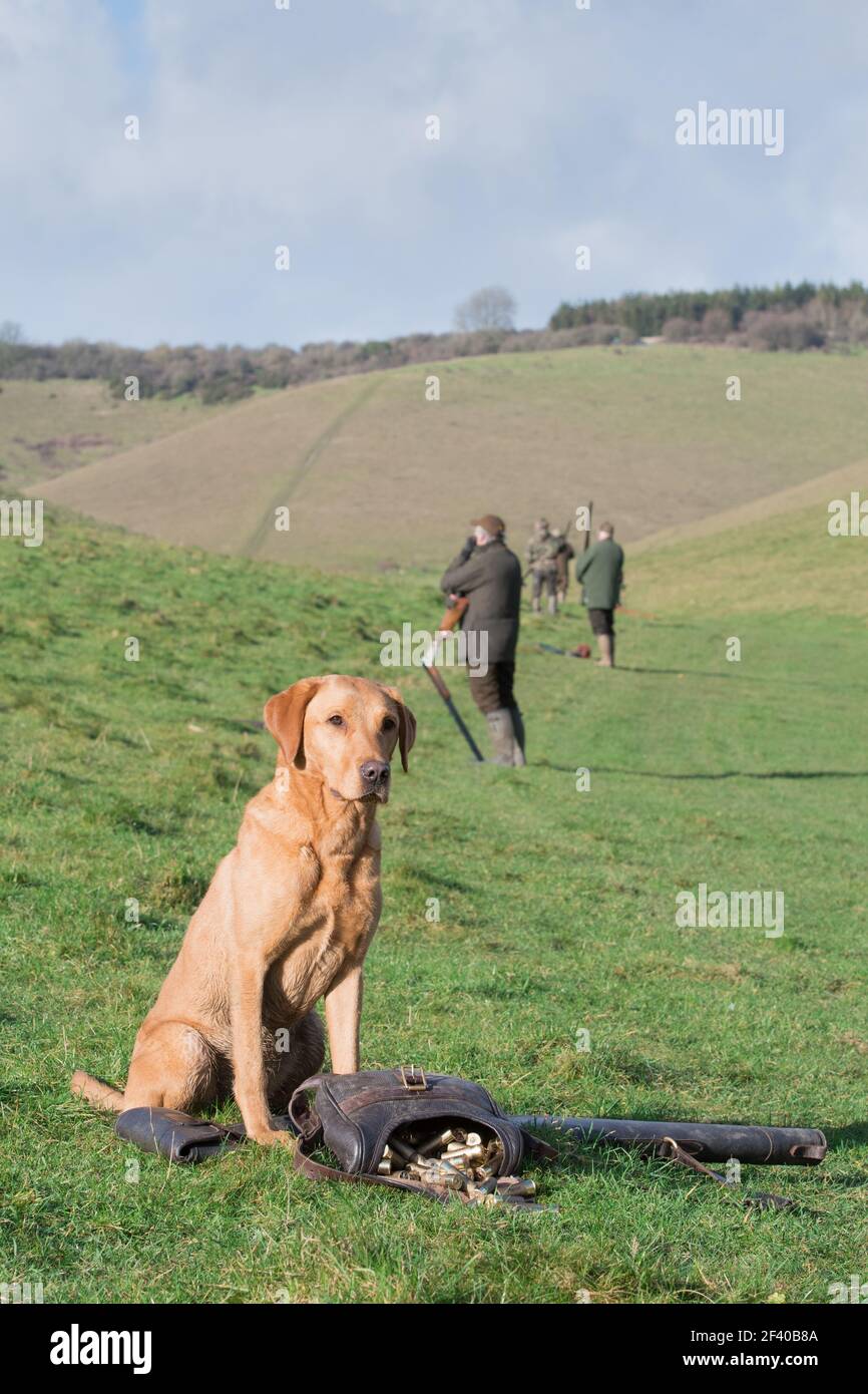 Working fox red Labrador sitting in the gun line Stock Photo - Alamy