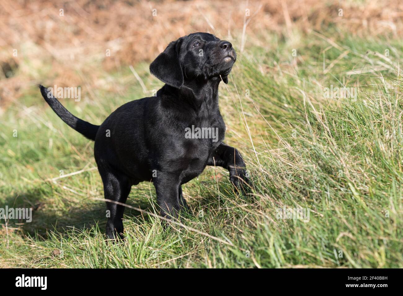 Black Labrador puppy playing Stock Photo - Alamy