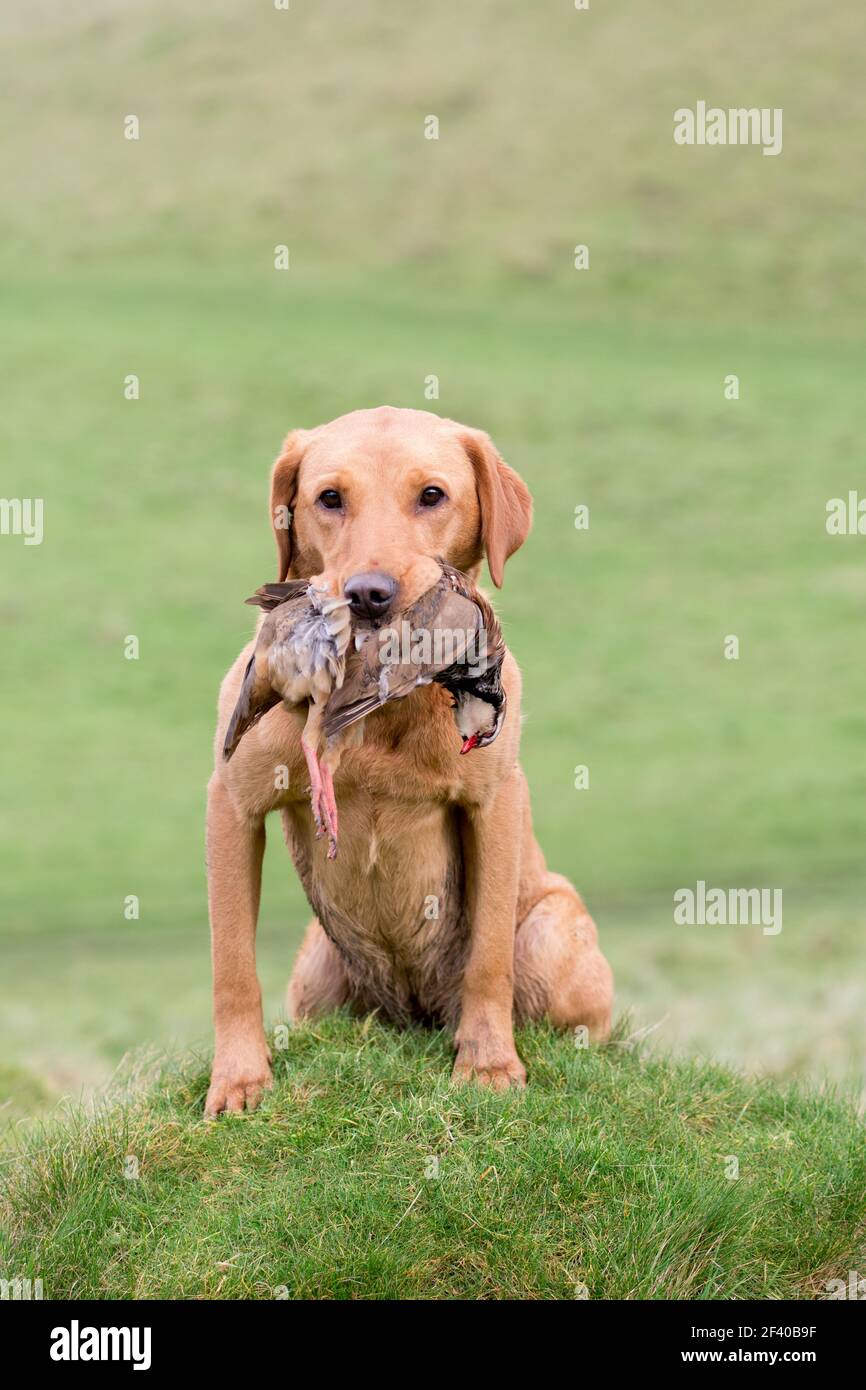 Fox red Labrador retrieving a partridge Stock Photo - Alamy