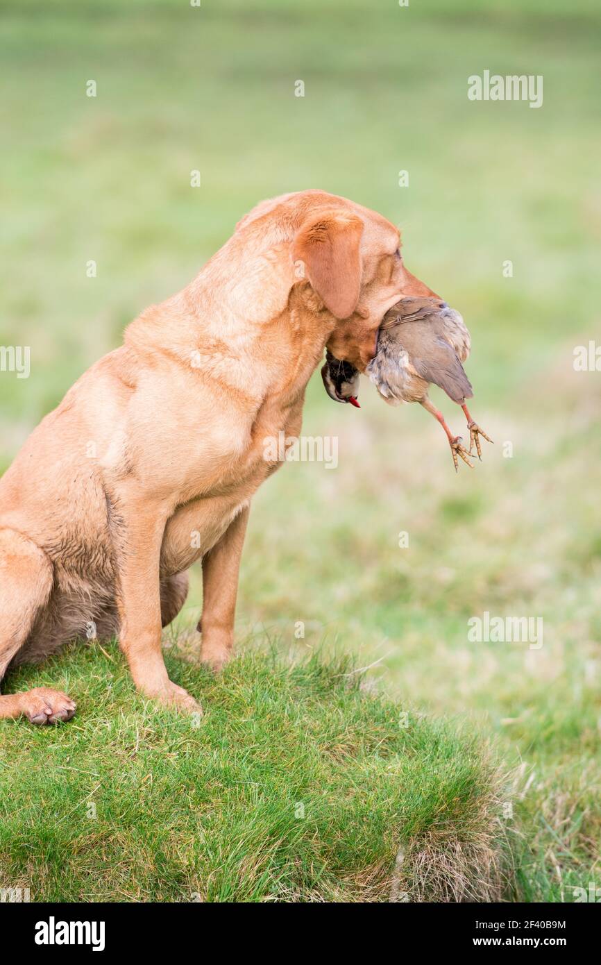 Fox red Labrador retrieving a partridge Stock Photo - Alamy