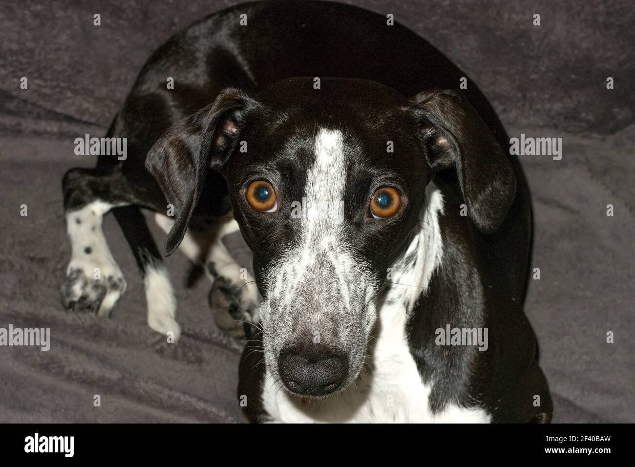Studio Portrait of Ruby Greyhound with Stars in Eyes. Beautiful Eyes ...
