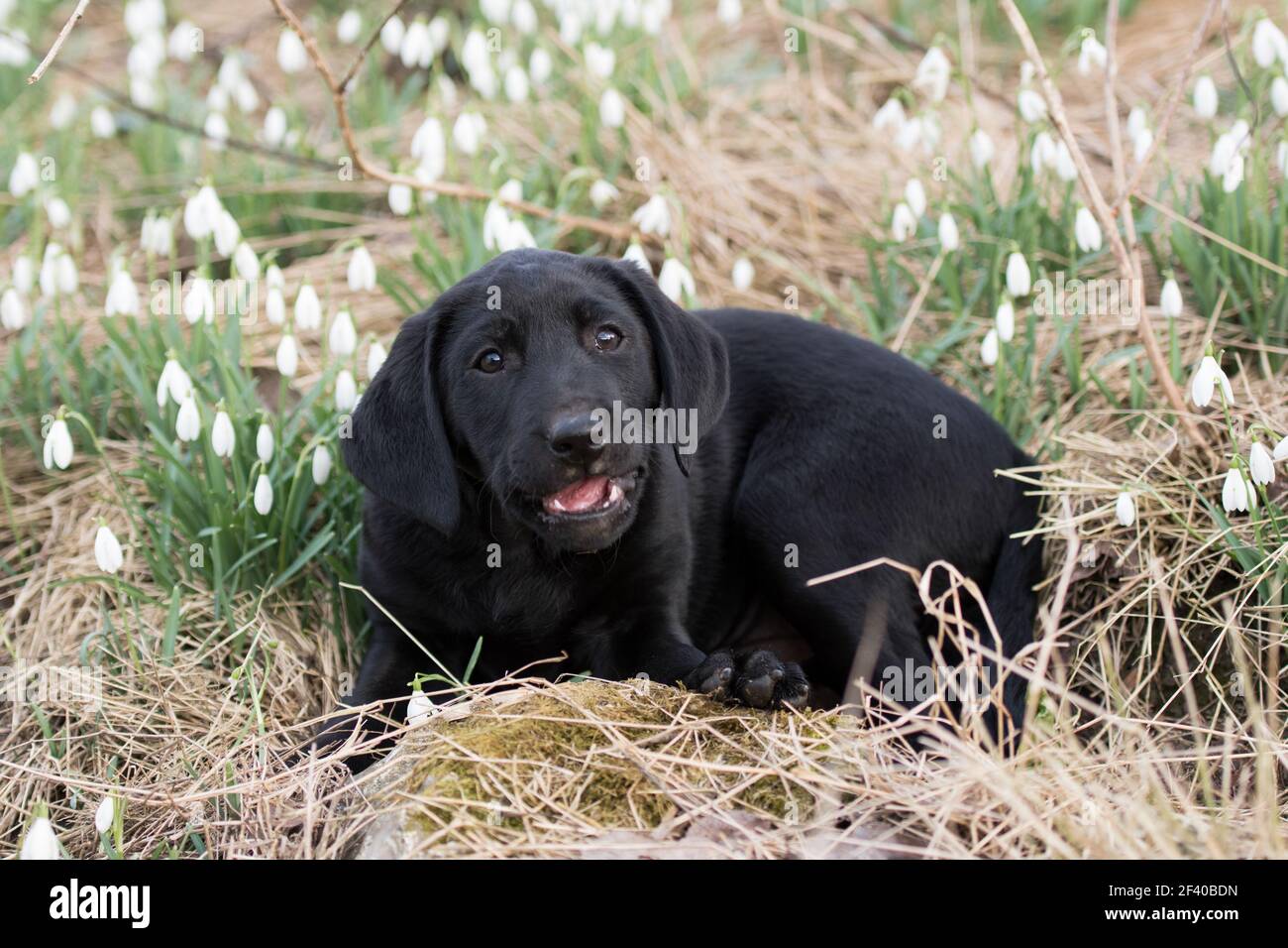 Black Labrador puppy laying in a bed of snowdrops Stock Photo - Alamy