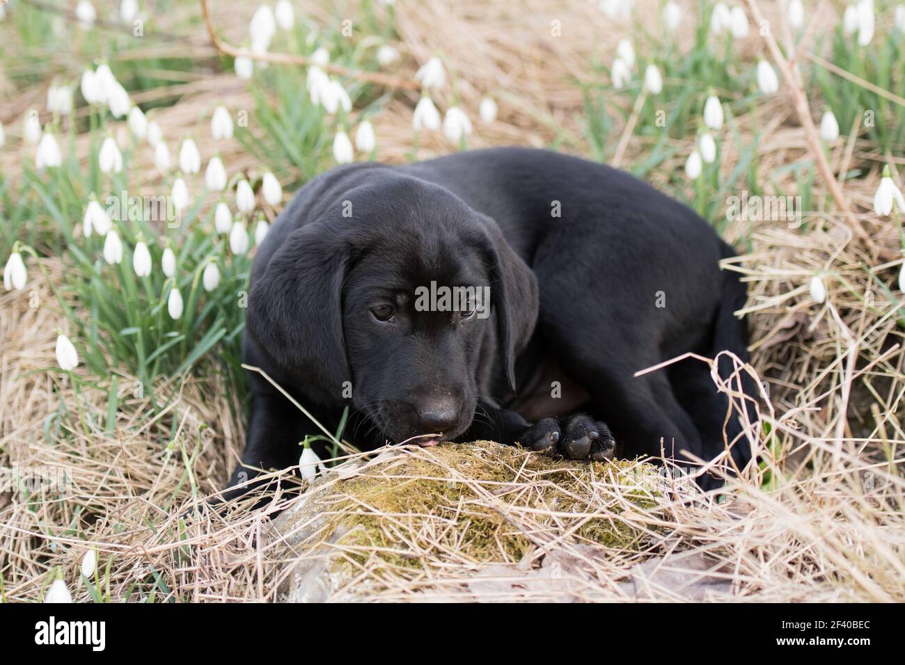 Labrador in dog bed hi-res stock photography and images - Alamy
