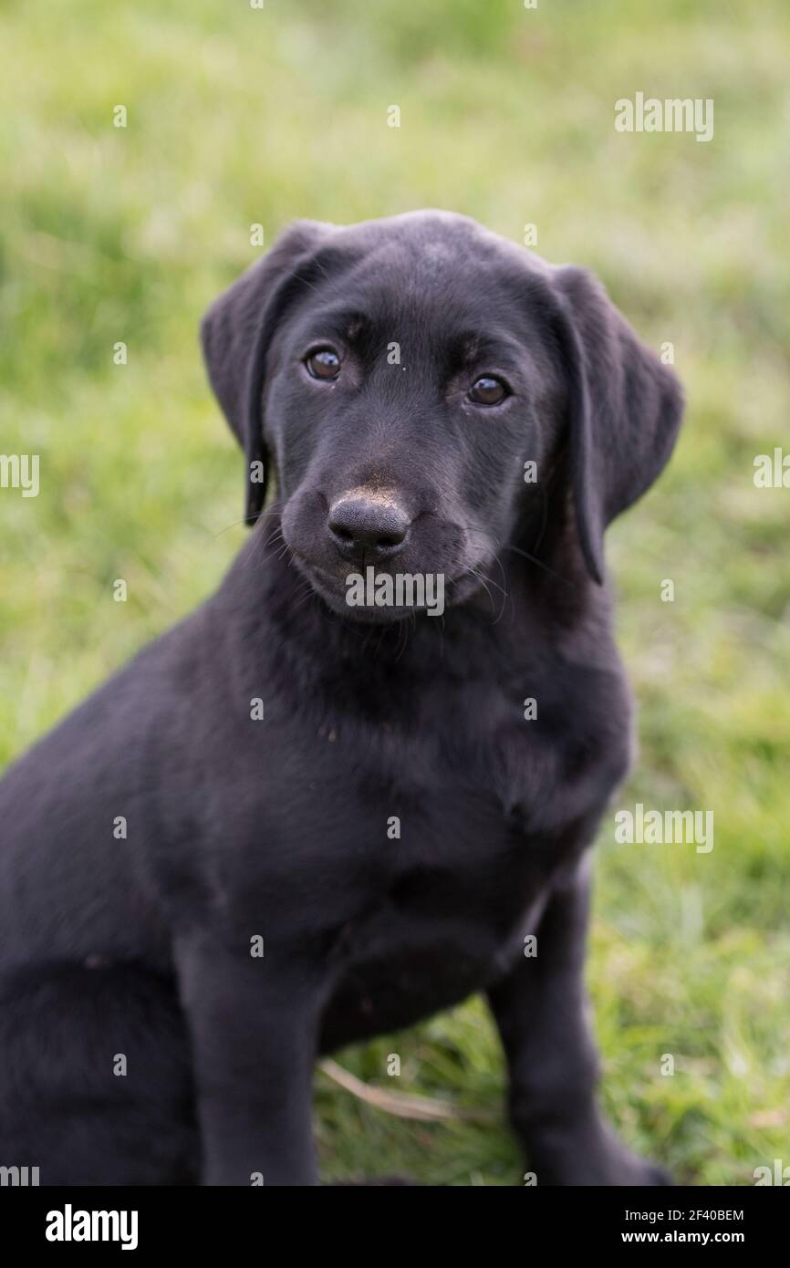 Labrador puppies man hi-res stock photography and images - Alamy
