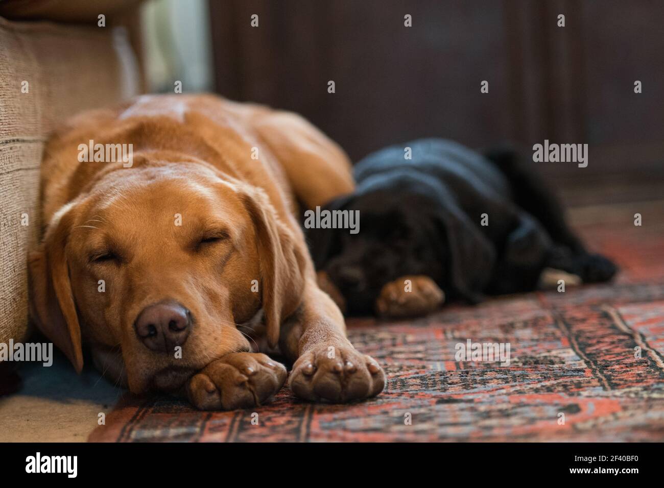 Do Lab Puppies Get Cold