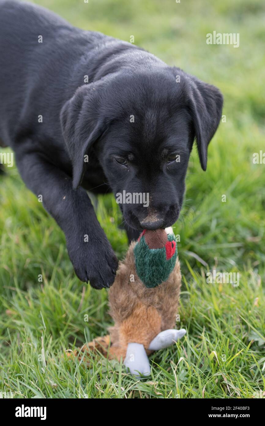 Black Labrador puppy playing with a pheasant toy Stock Photo - Alamy