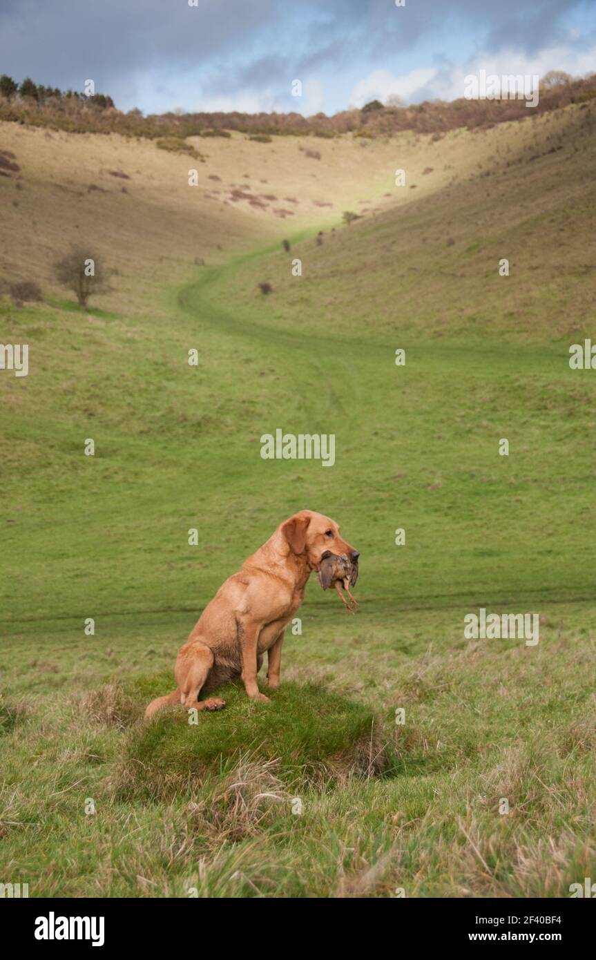 A fox red labrador, working gundog, holding a partridge Stock Photo - Alamy