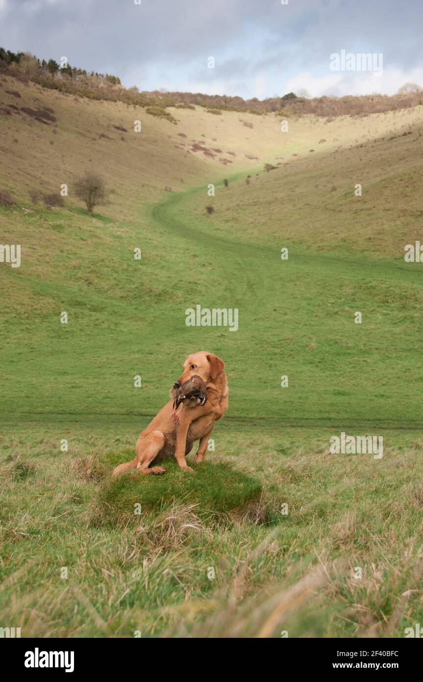 A fox red labrador, working gundog, holding a partridge Stock Photo - Alamy