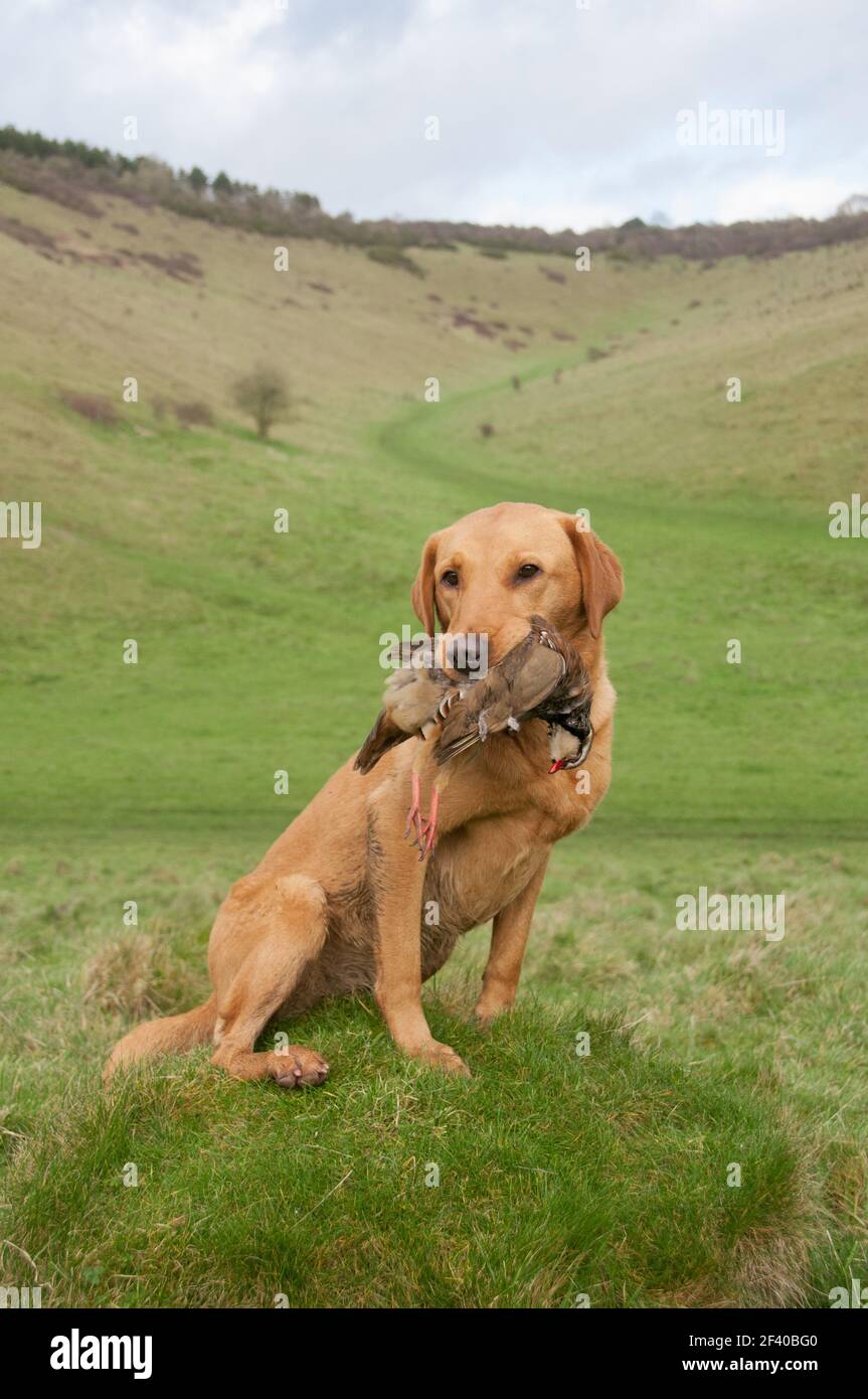 A fox red labrador, working gundog, holding a partridge Stock Photo - Alamy