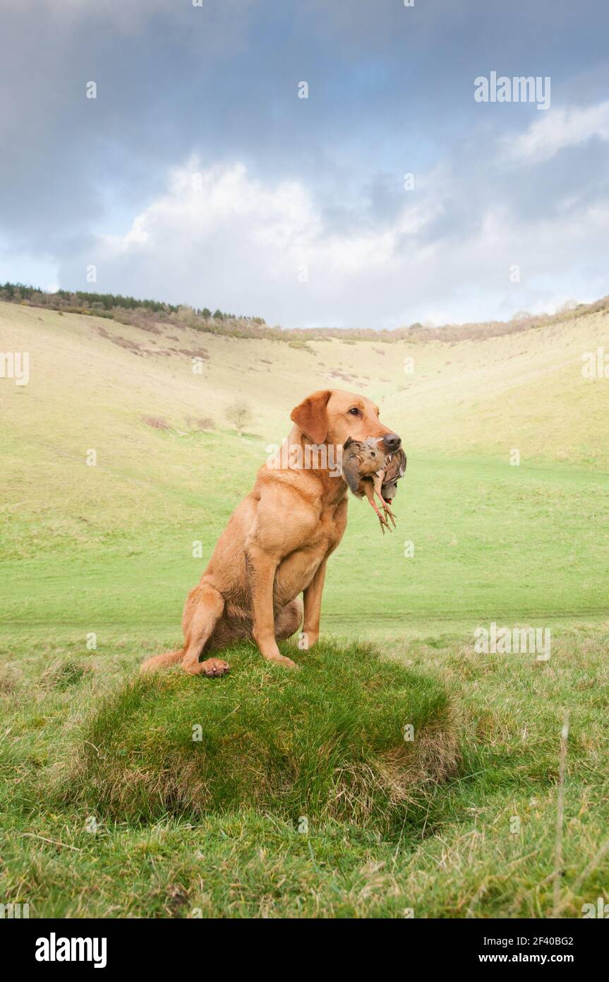A fox red labrador, working gundog, holding a partridge Stock Photo - Alamy