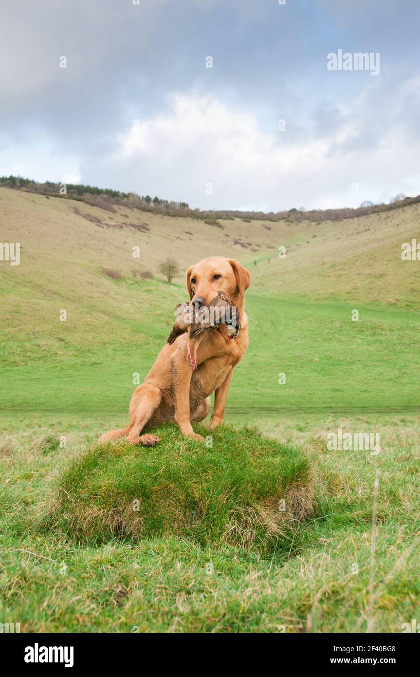 A fox red labrador, working gundog, holding a partridge Stock Photo - Alamy