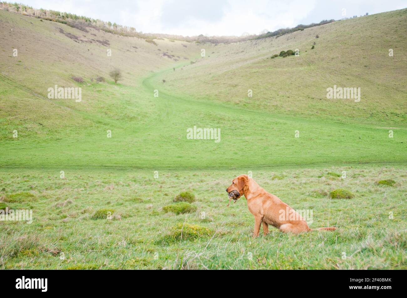 A fox red labrador, working gundog, holding a partridge Stock Photo - Alamy